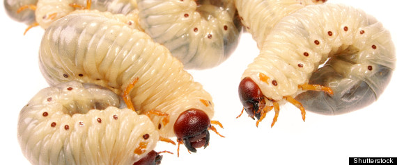 The Healing Properties of Maggot Vomit: These little creatures are our ...